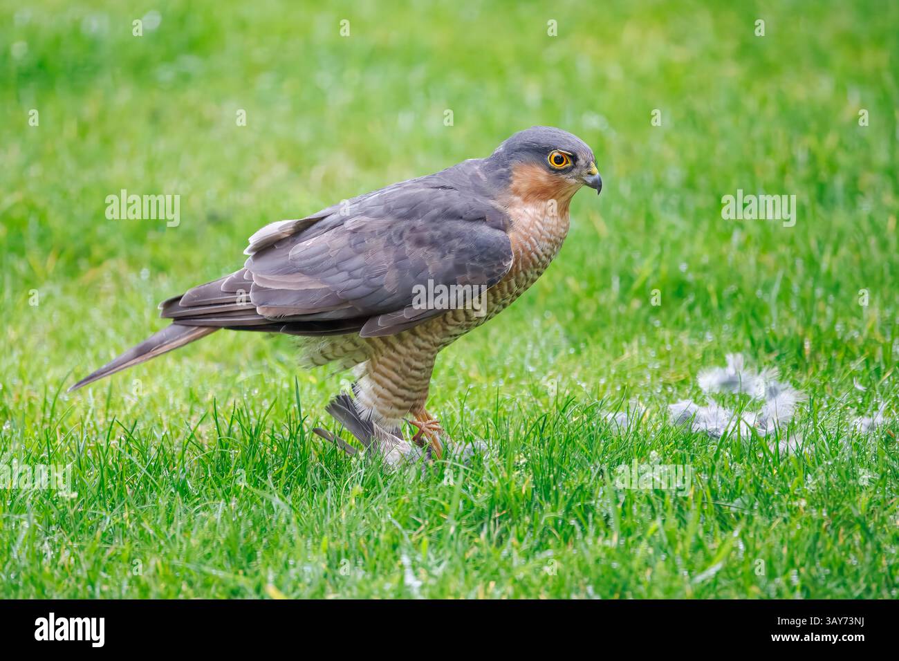 Male Sparrow Hawk Sparrowhawk [ Accipiter nisus ] Stock Photo - Alamy