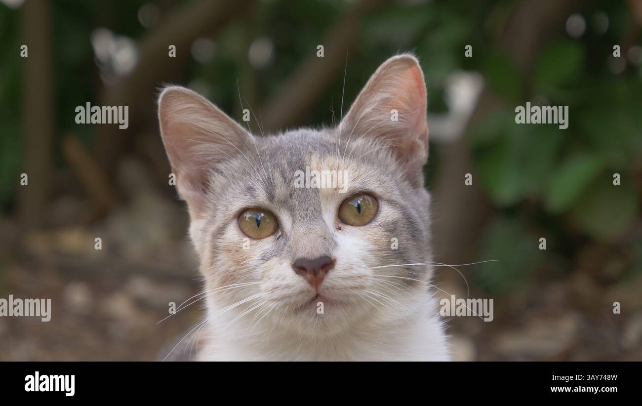 A semi-wild cat in Nissaki, Corfu Stock Photo - Alamy
