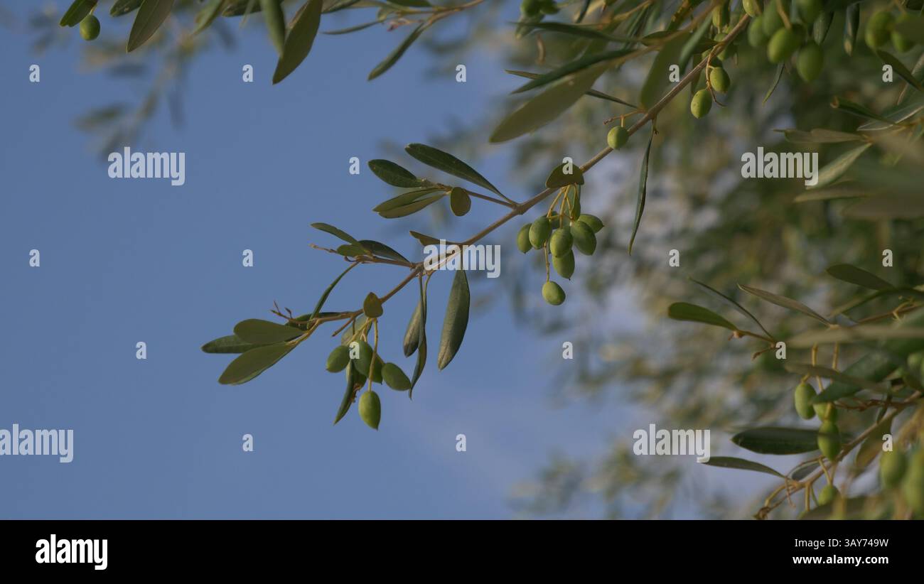 Olives growing on an olive tree at Nissaki, Corfu Stock Photo - Alamy