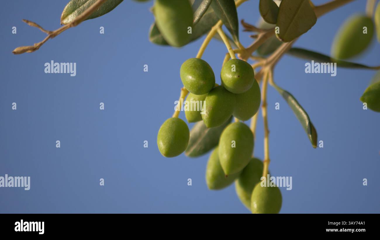 Olives growing on an olive tree at Nissaki, Corfu Stock Photo - Alamy