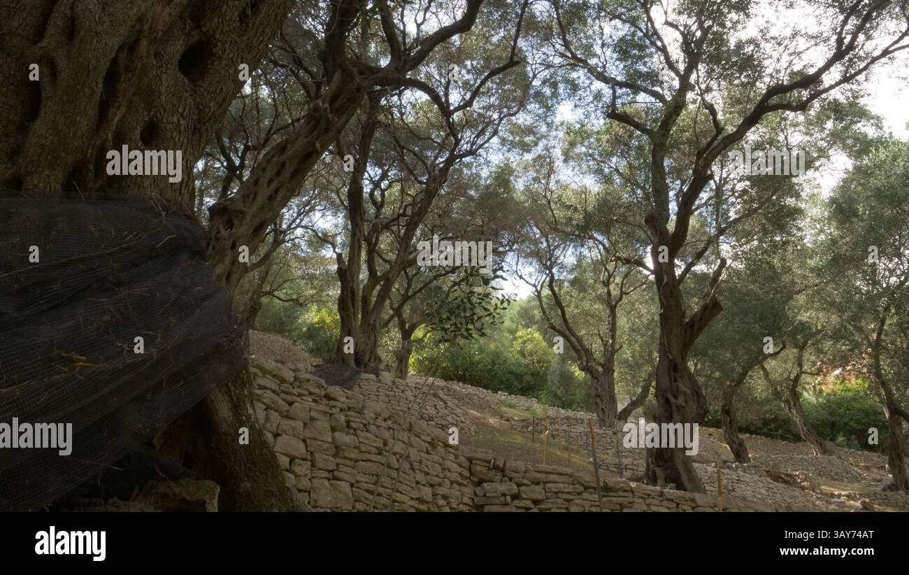 Olive tree corfu hi-res stock photography and images - Alamy