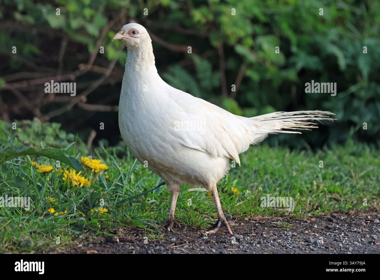 Rare white pheasant hen hi-res stock photography and images - Alamy