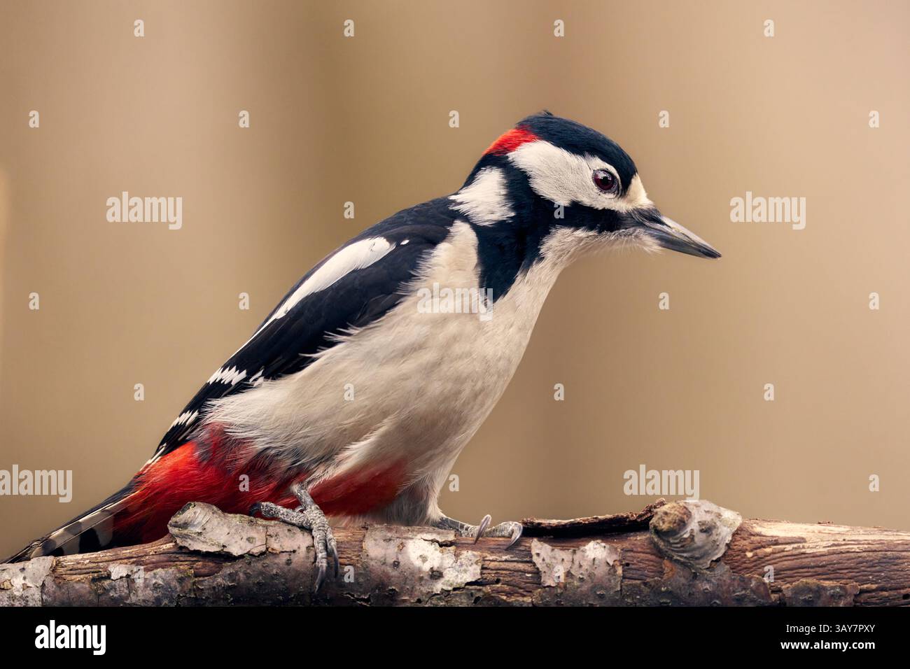 Der Buntspecht sitzt auf einem Ast. Der Buntspecht (Dendrocopos major ...