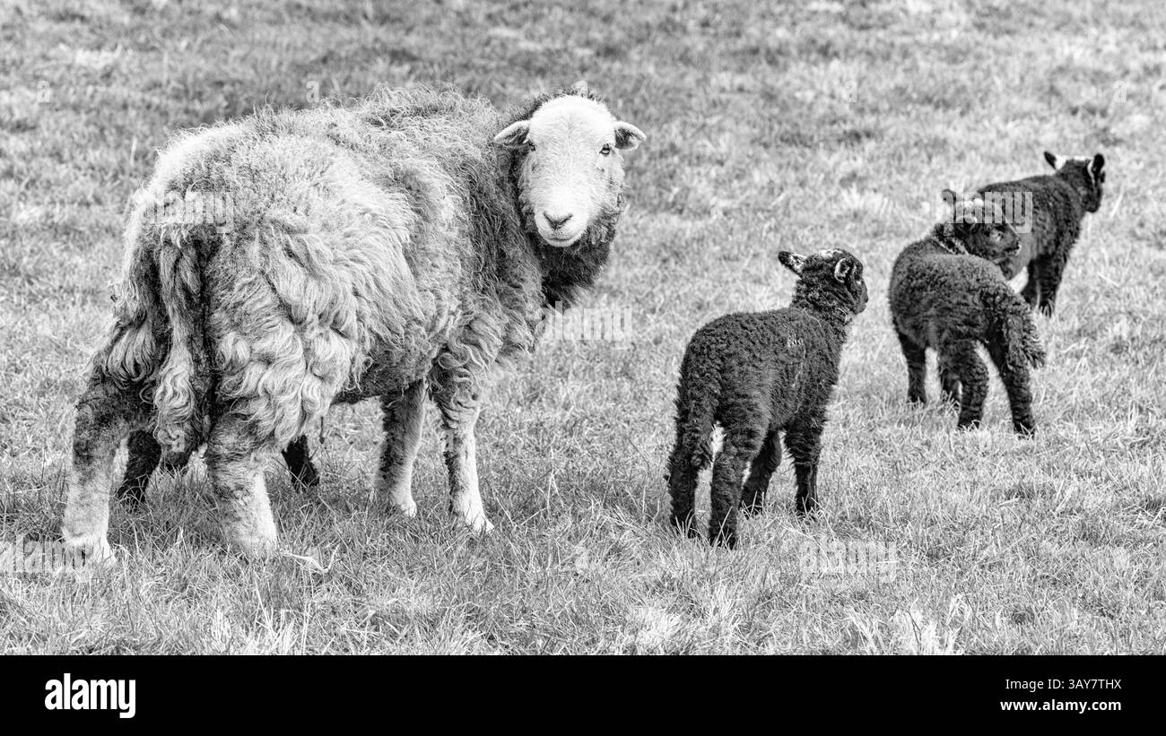 Number in grey white Black and White Stock Photos & Images - Alamy