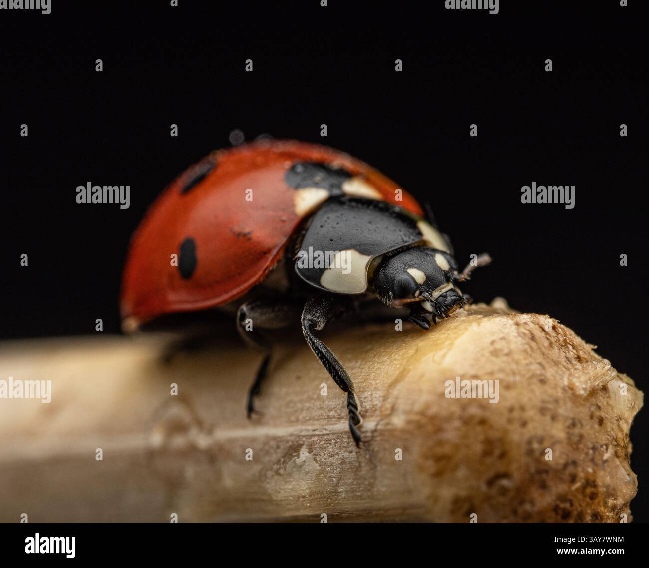 The image shows a ladybug with red wings and black spots. It is sitting ...