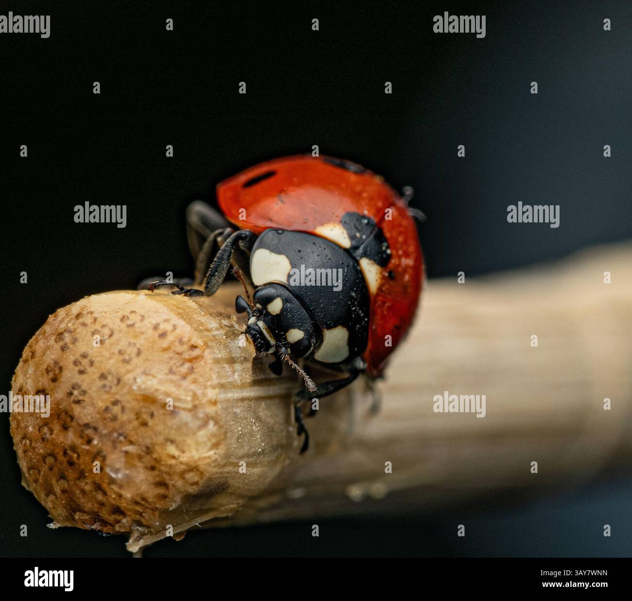 The image shows a ladybug with red wings and black spots. It is sitting ...