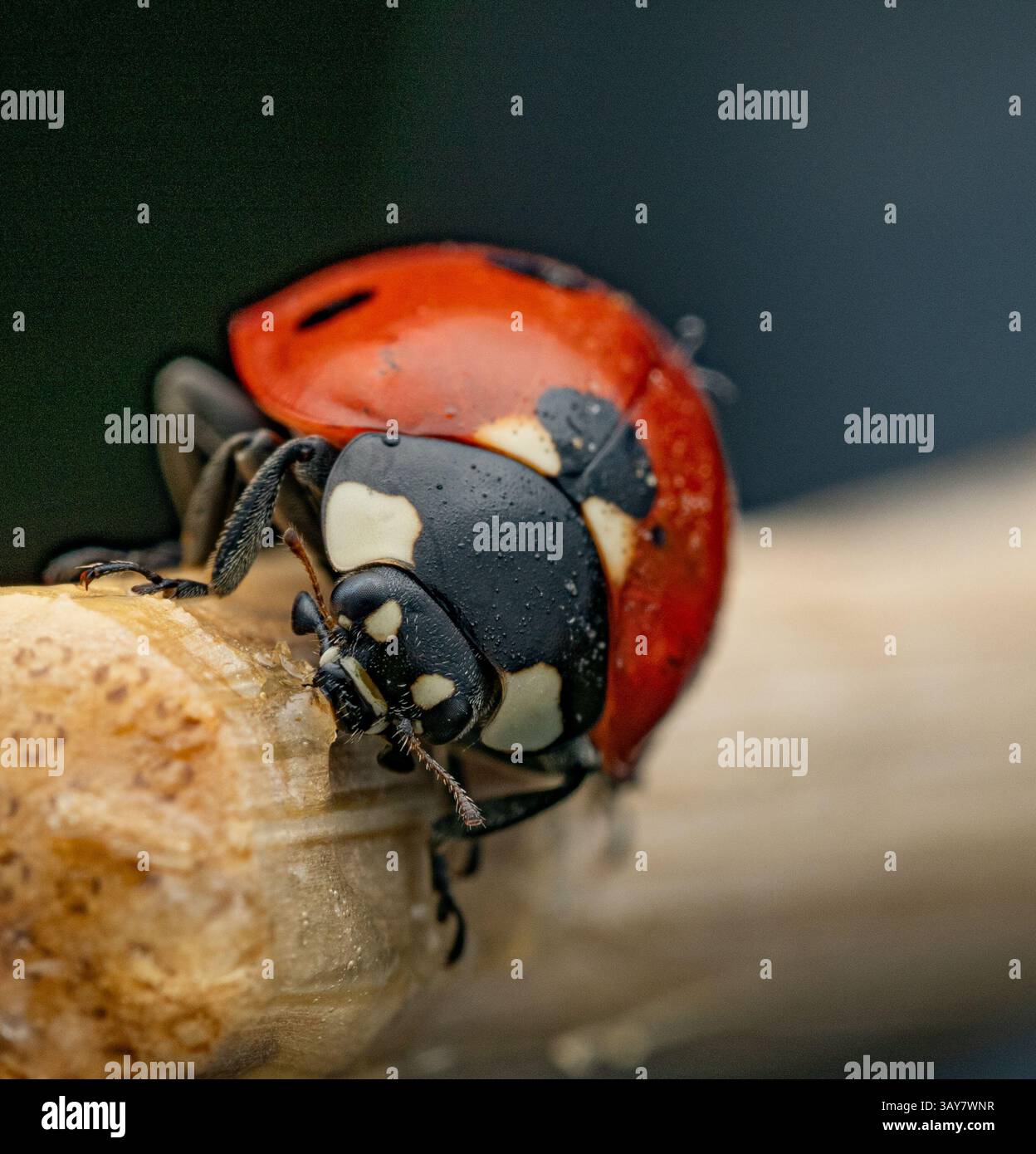 Bug with detailed markings on flower hi-res stock photography and ...