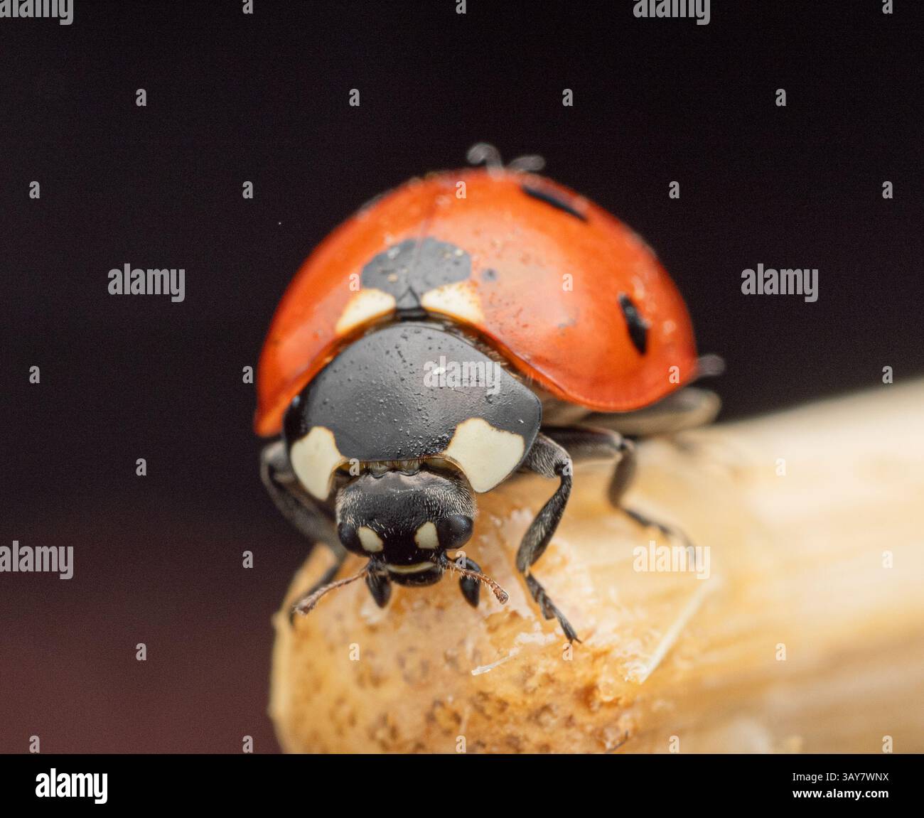 The image shows a ladybug with red wings and black spots. It is sitting ...