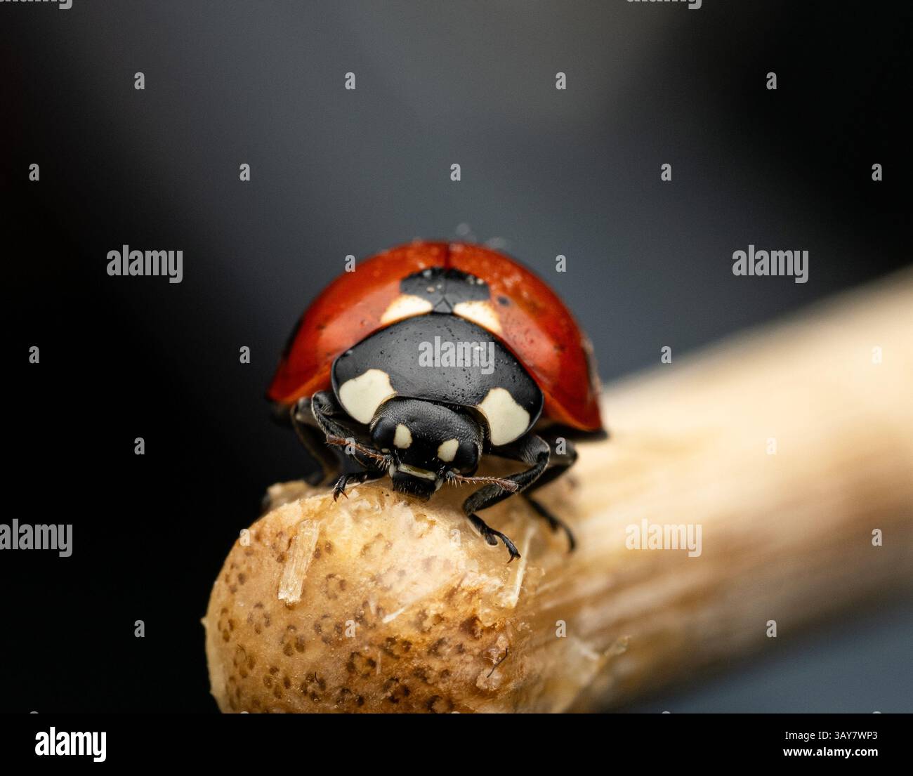 Bug with detailed markings on flower hi-res stock photography and ...
