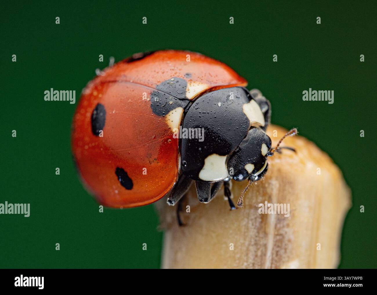 Beauty of beetle anatomy hi-res stock photography and images - Alamy