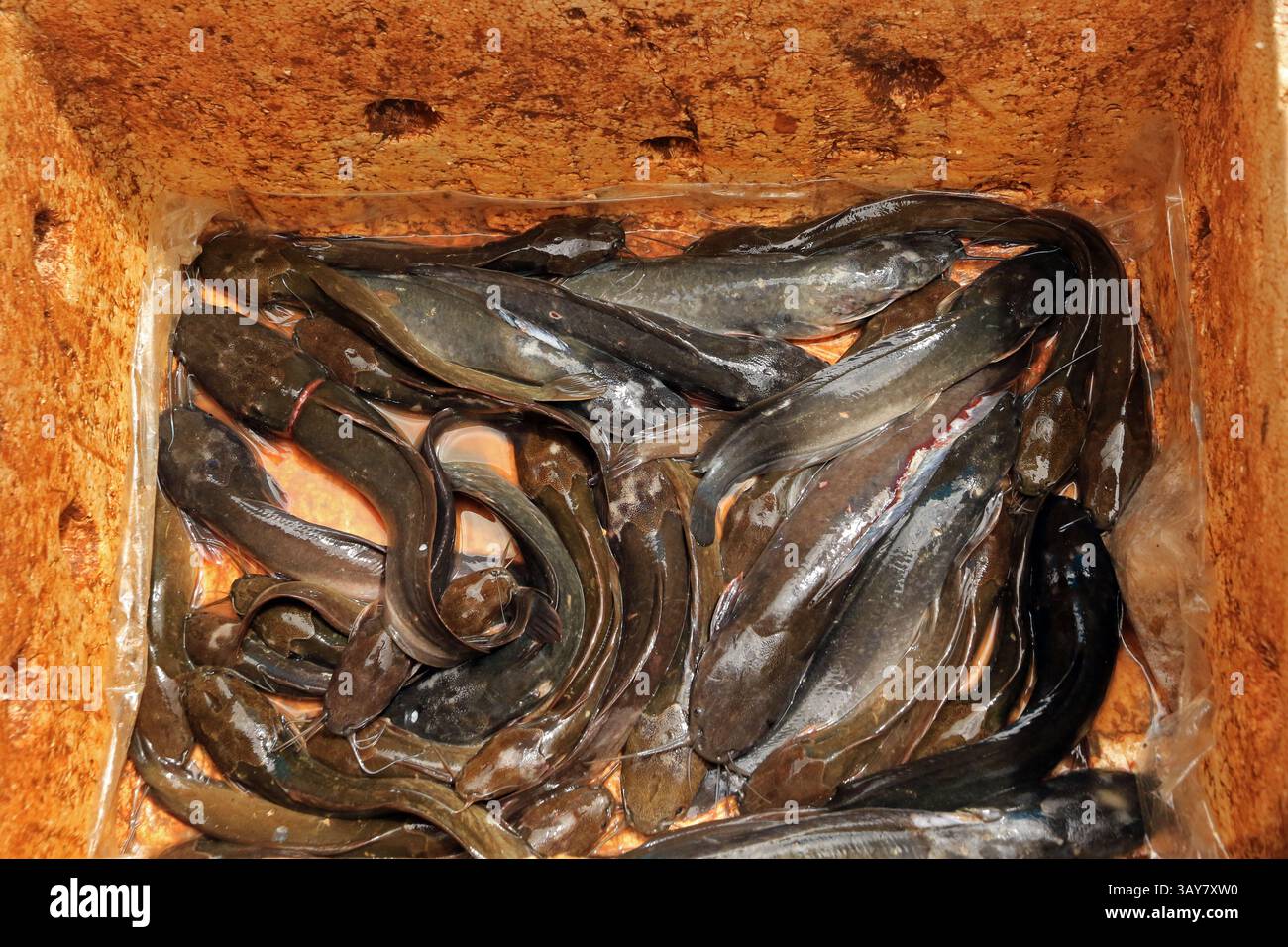 Tonle sap fish hi-res stock photography and images - Alamy