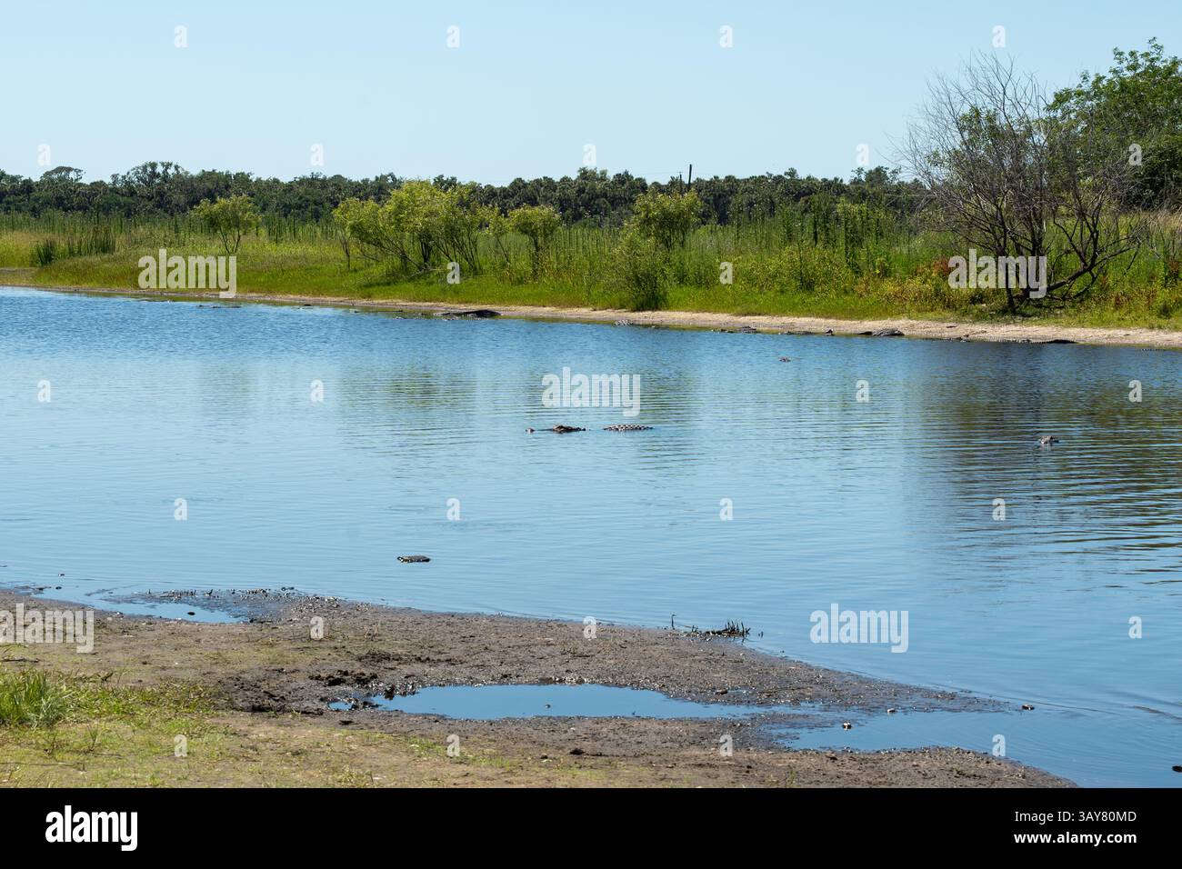 Wild American alligators swimming and sunbathing in Florida marshland ...