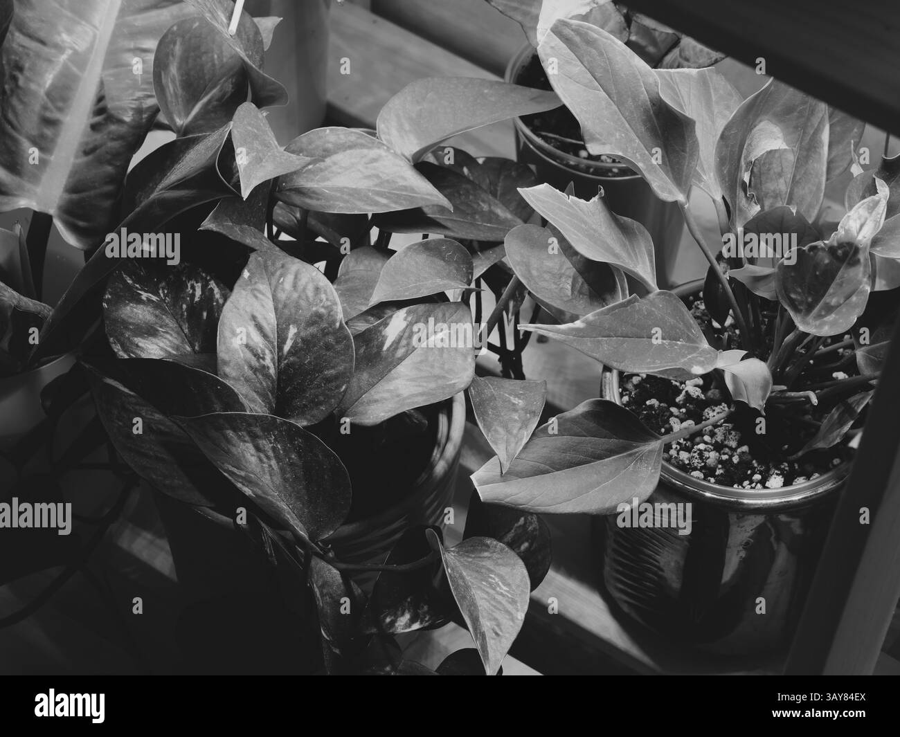 An Elegant Indoor Plant Arrangement in shades of Black and White that ...