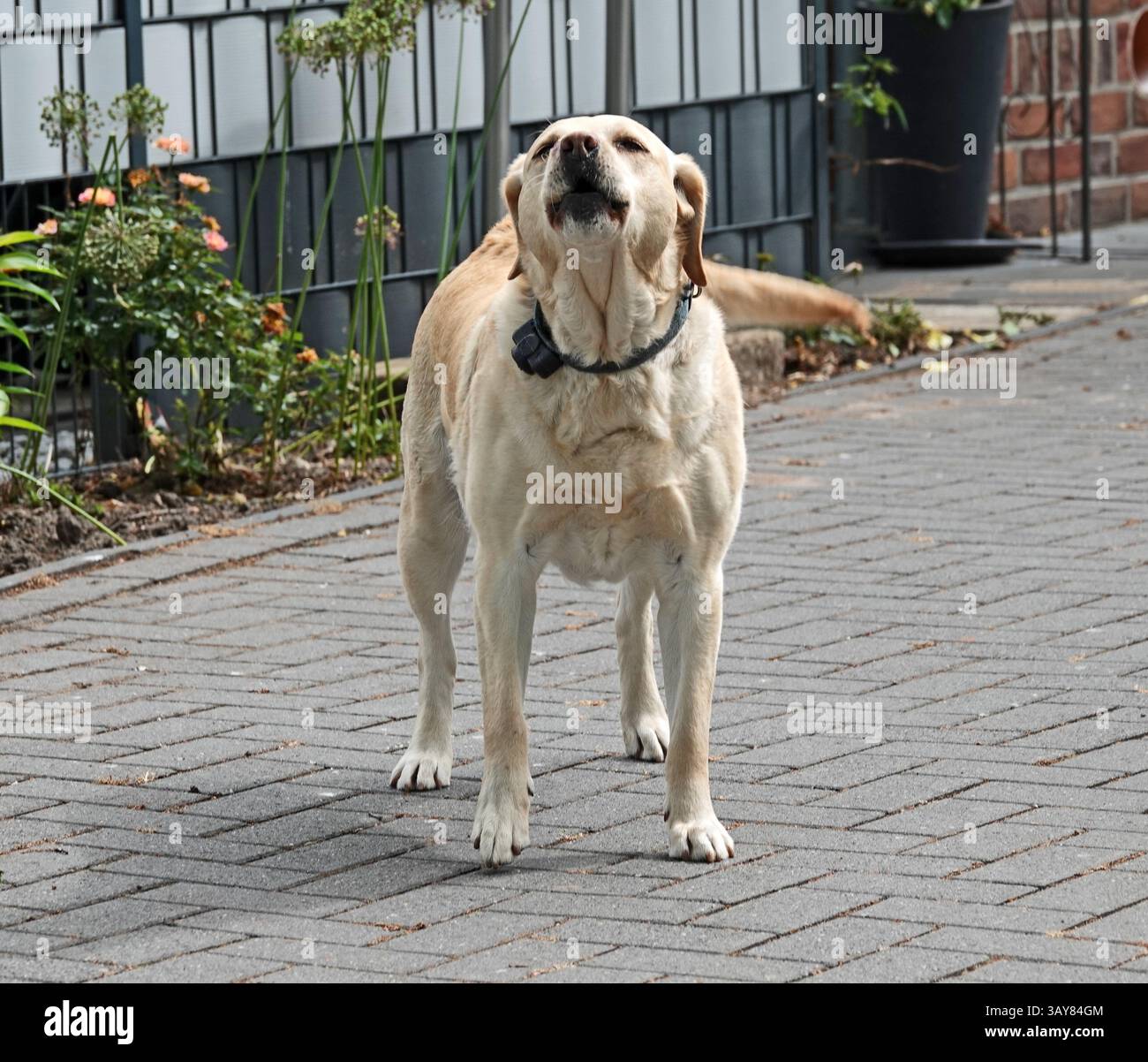 Barking yellow Labrador Retriever with an electronic collar Stock Photo ...