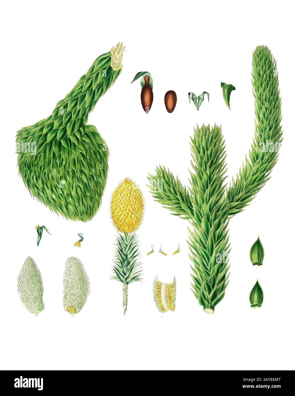 Andentanne, Chilenische Araukarie, Affenbaum, Araucaria imbricata ...