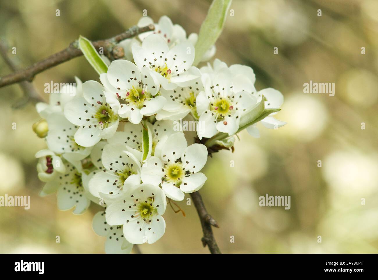 Pyrus salicifolia 'Pendula' pendulous willow-leaved pear in spring. UK ...