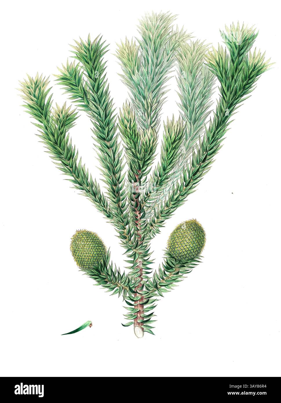 Brasilianische Araukarie, Brasilkiefer, Arucaria Brasiliana, Brazil ...