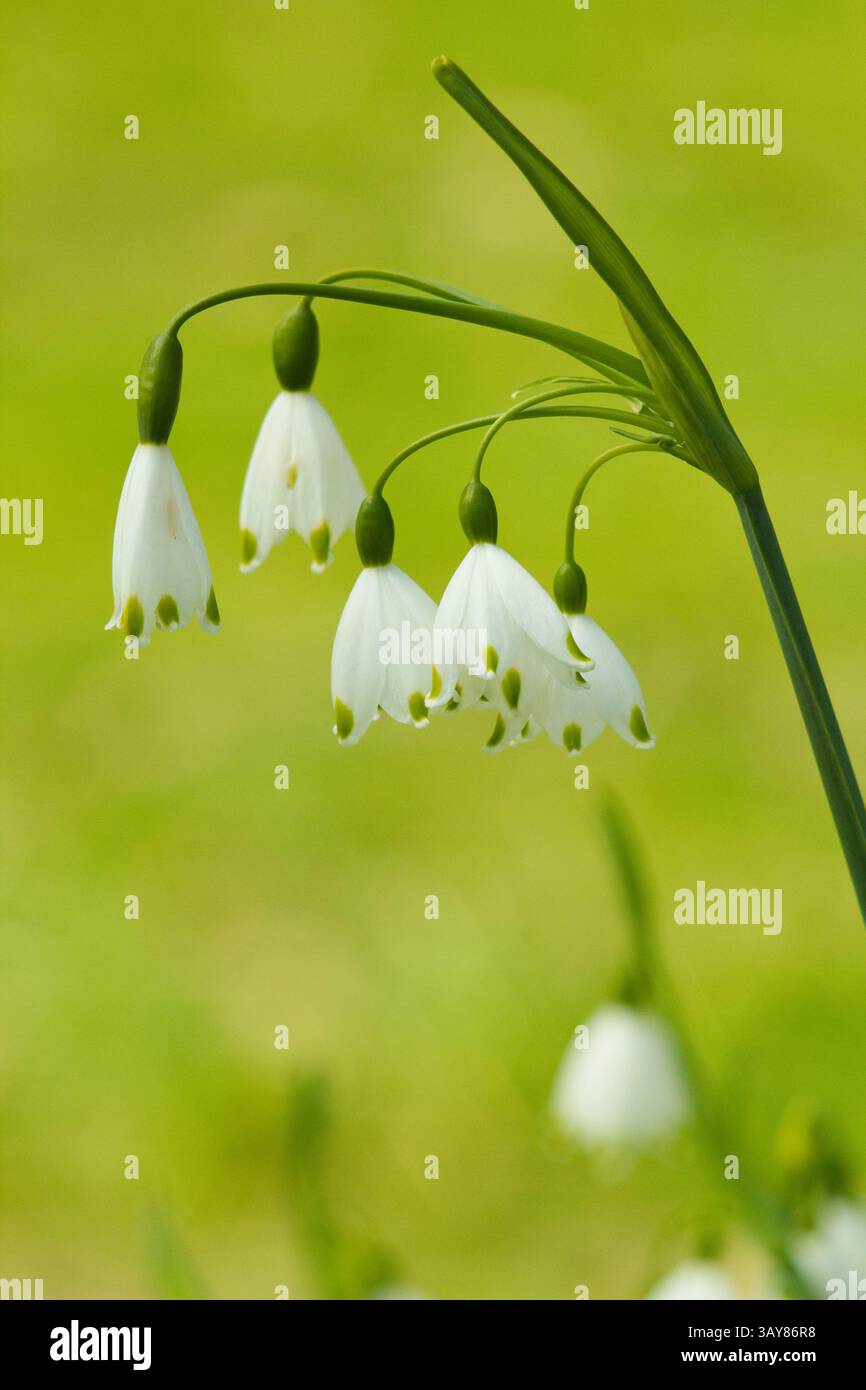 Leucojum aestivum 'Gravetye Giant Stock Photo - Alamy
