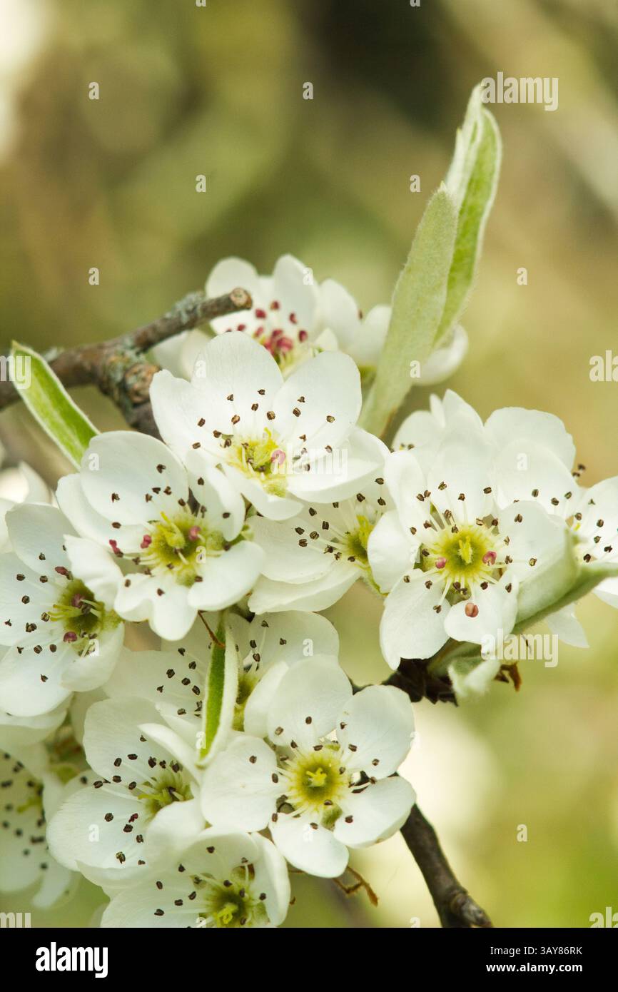 Pyrus salicifolia 'Pendula' pendulous willow-leaved pear Stock Photo ...