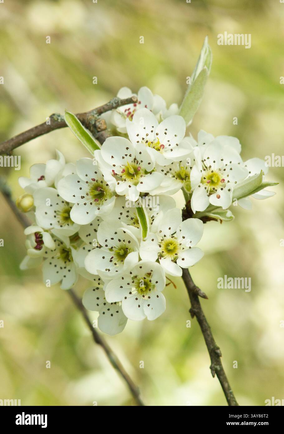 Pendulous pear hi-res stock photography and images - Alamy