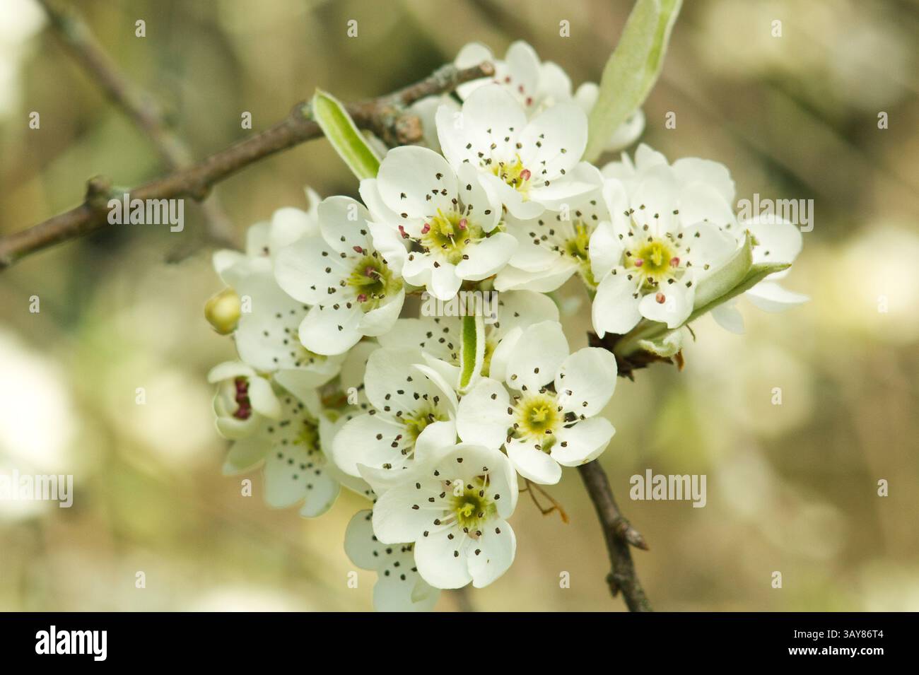 Pyrus salicifolia 'Pendula' pendulous willow-leaved pear in spring. UK ...