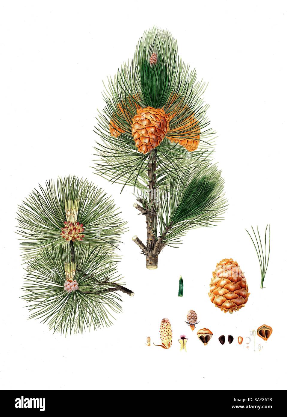 Zirbelkiefer, Zirbenkiefer, Arbe, Arve, Zirbe oder Zirbel, Pinus cembra ...