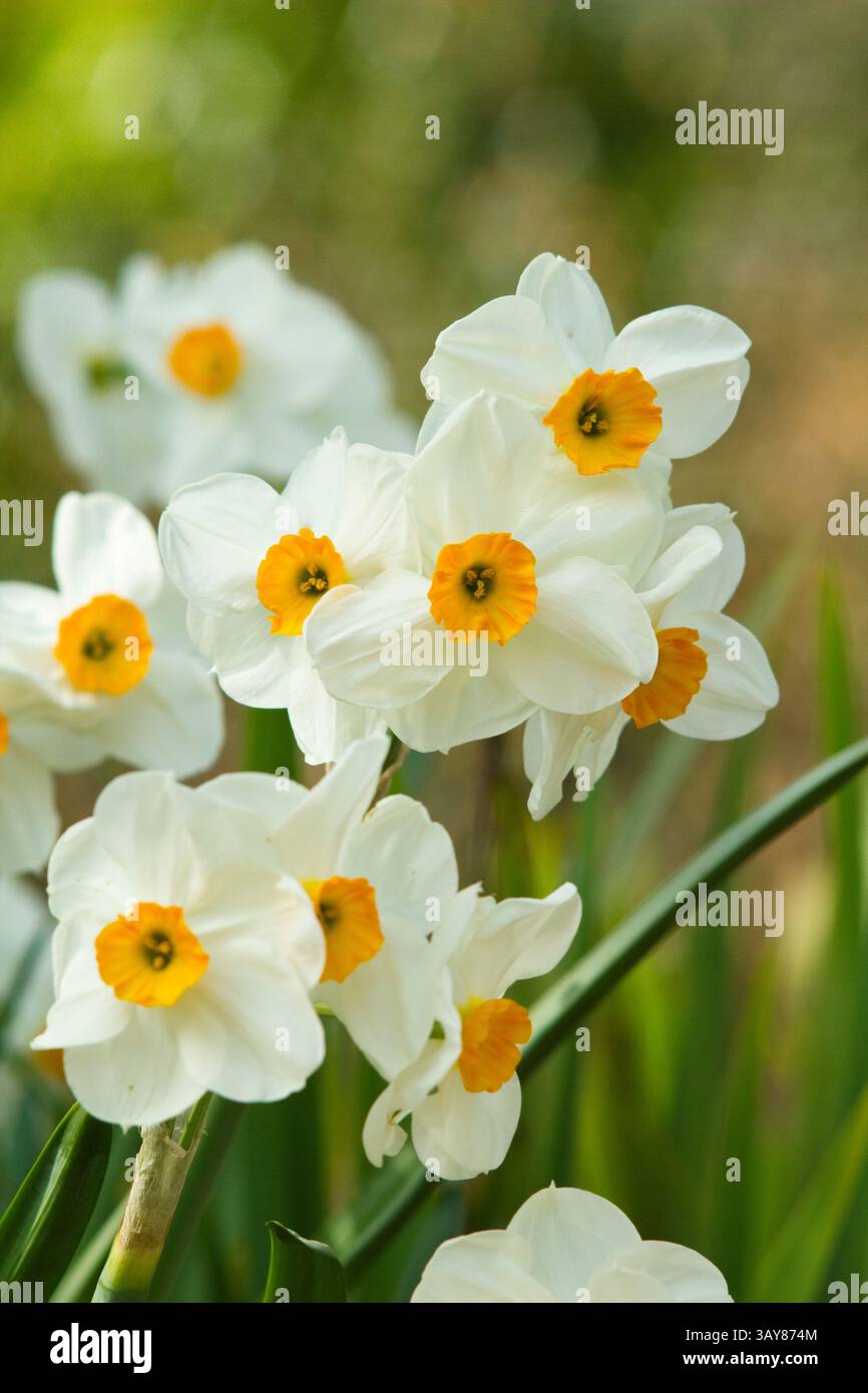 Narcissus Avalanche displaying characteristic multi headed stems ...