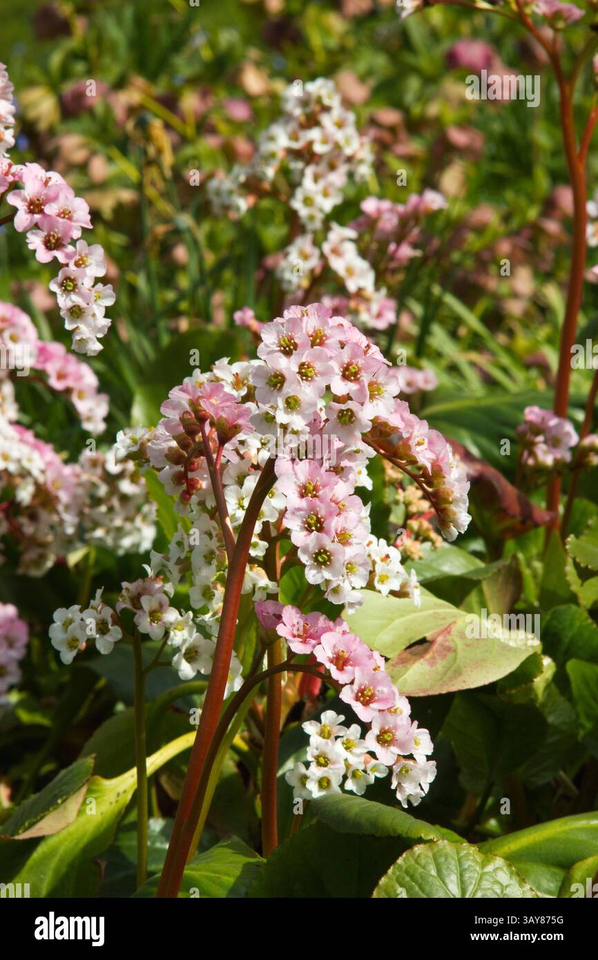 Bergenia Wintermarchen flowering in a spring garden border, UK. Also ...