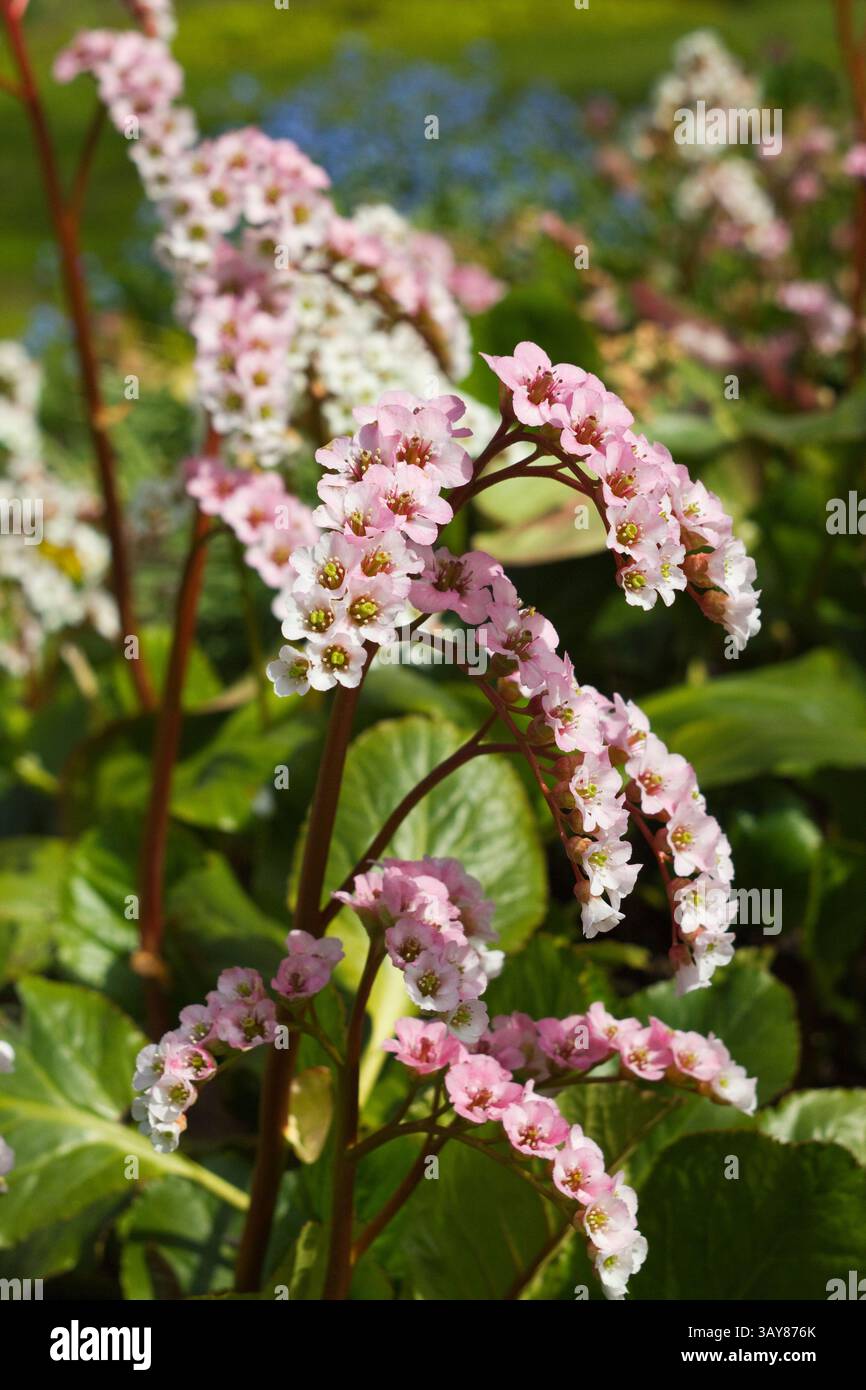 Bergenia Wintermarchen flowering in a spring garden border, UK. Also ...