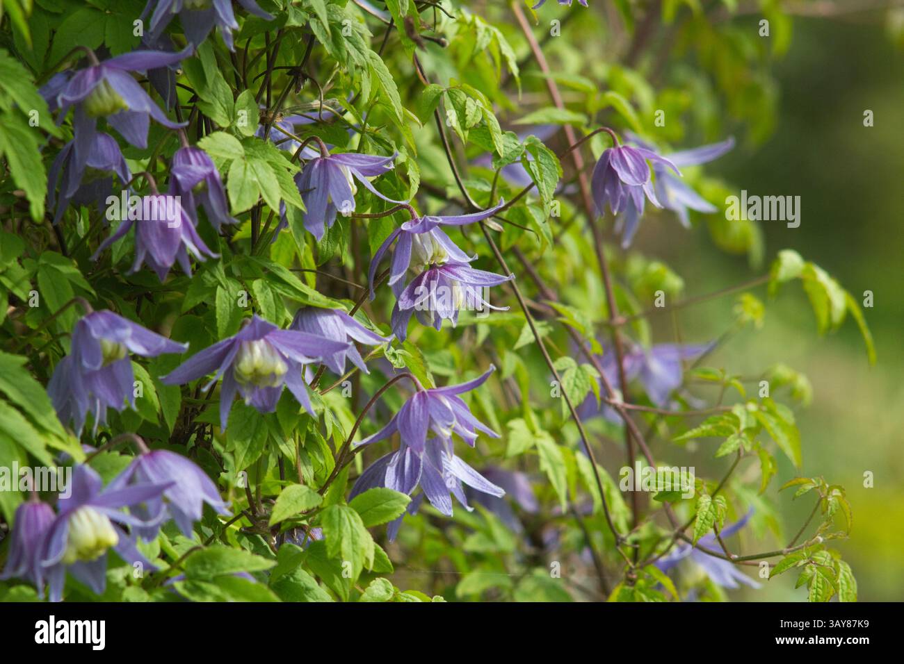 Clematis frances rivis garden hi-res stock photography and images - Alamy