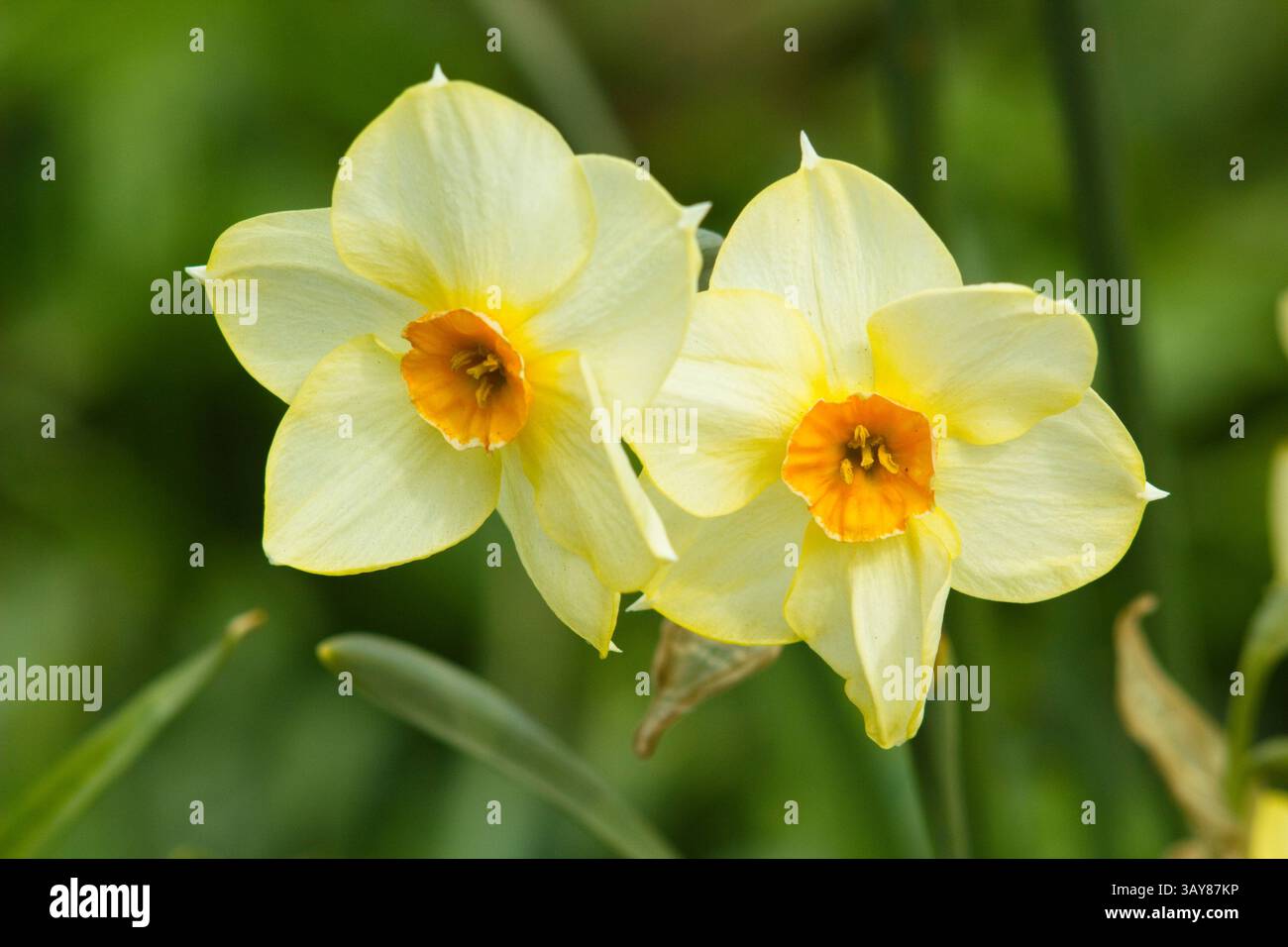 Narcissus Minnow, a dwarf daffodil displaying distinctive multi head ...