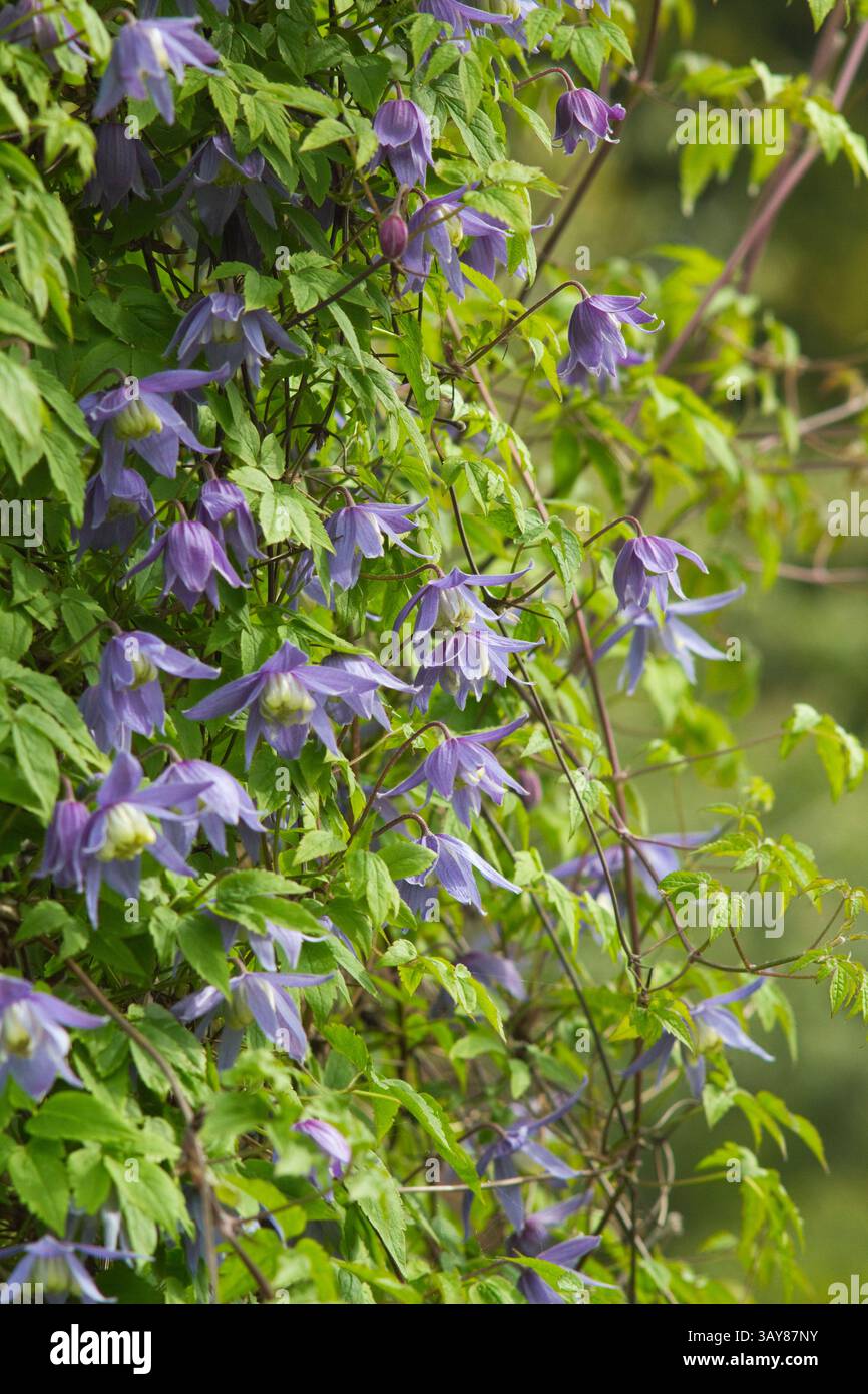 Clematis frances rivis garden hi-res stock photography and images - Alamy
