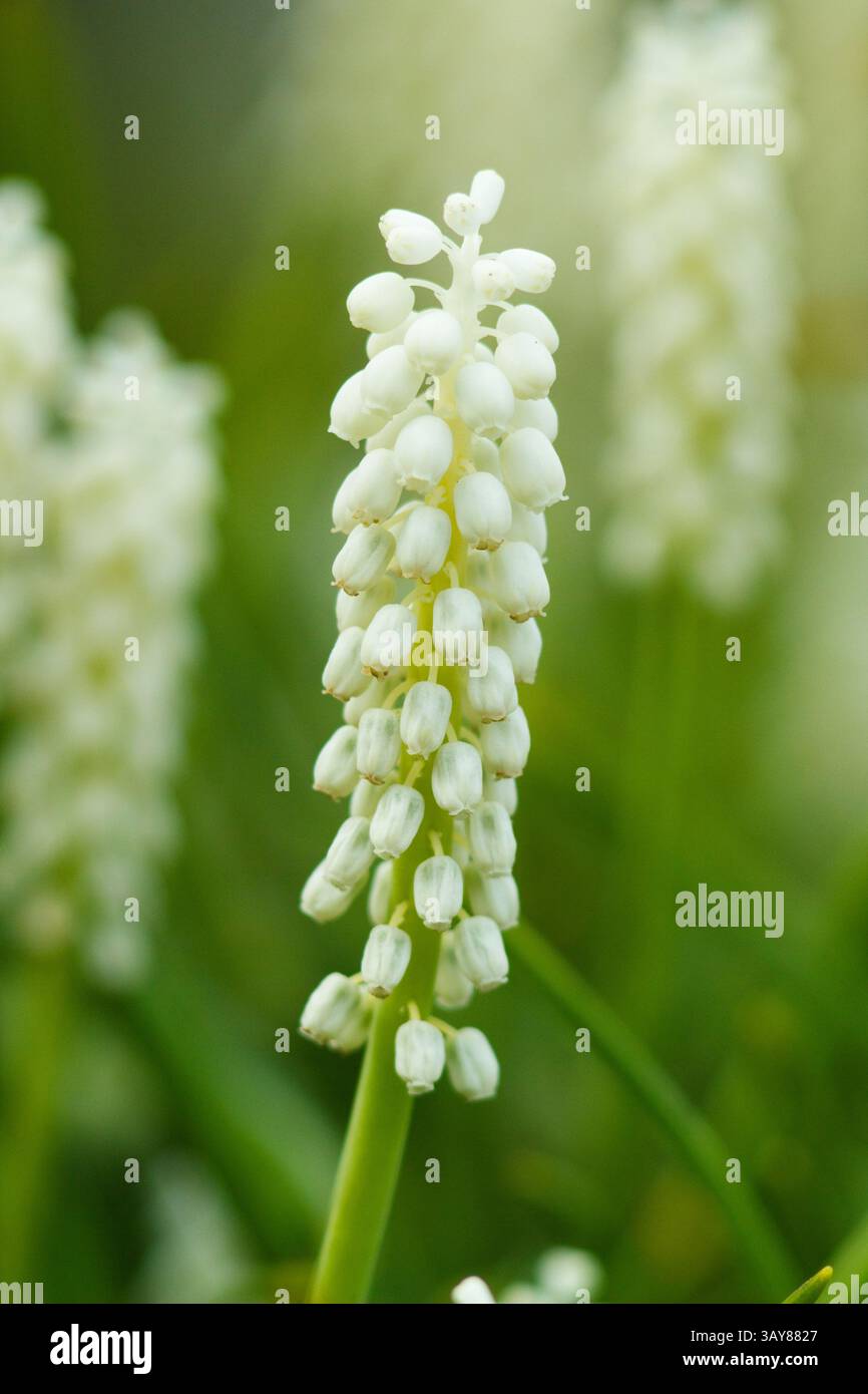 Muscari aucheri 'White Magic' spring flowering perennial. UK Stock ...