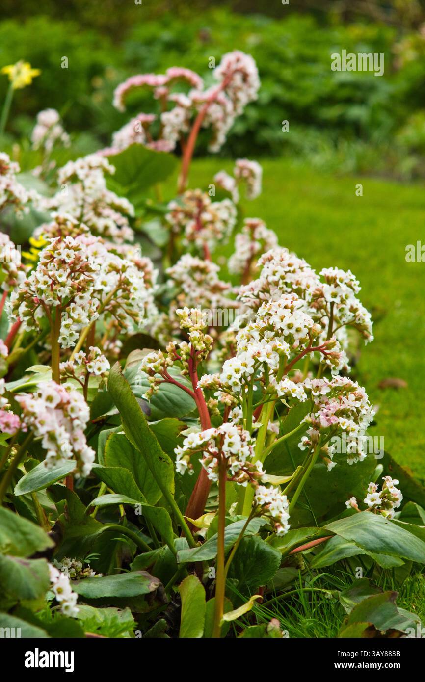 Bergenia Wintermarchen flowering in a spring garden border, UK. Also ...