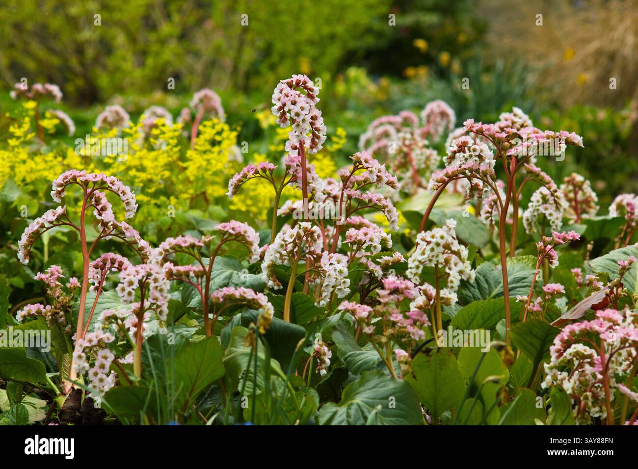 Bergenia Wintermarchen flowering in a spring garden border, UK. Also ...