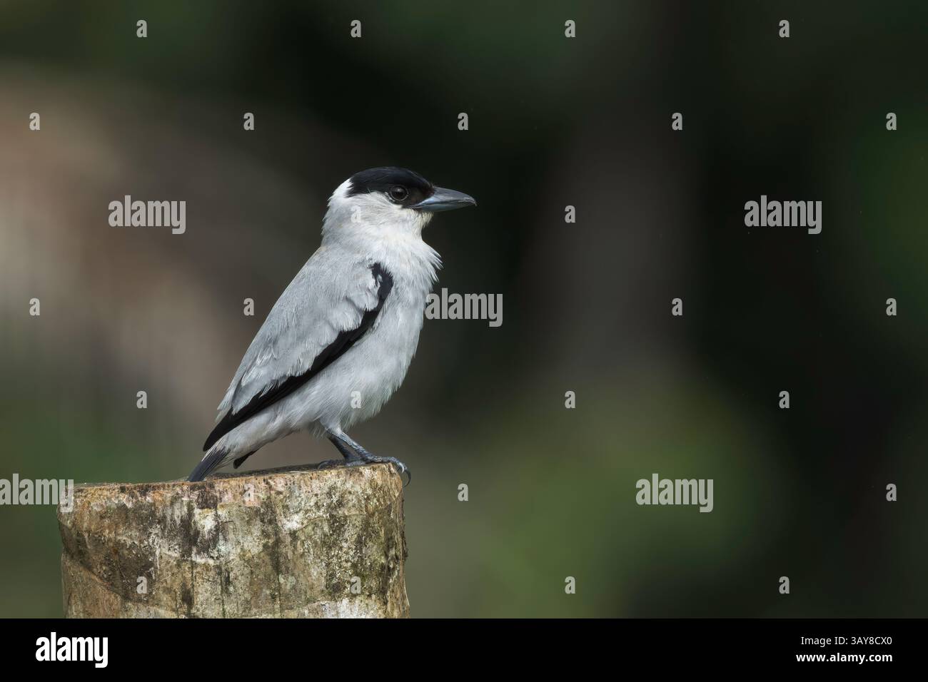 Black-crowned Tityra, Tityra inquisitor, single adult male perched on ...
