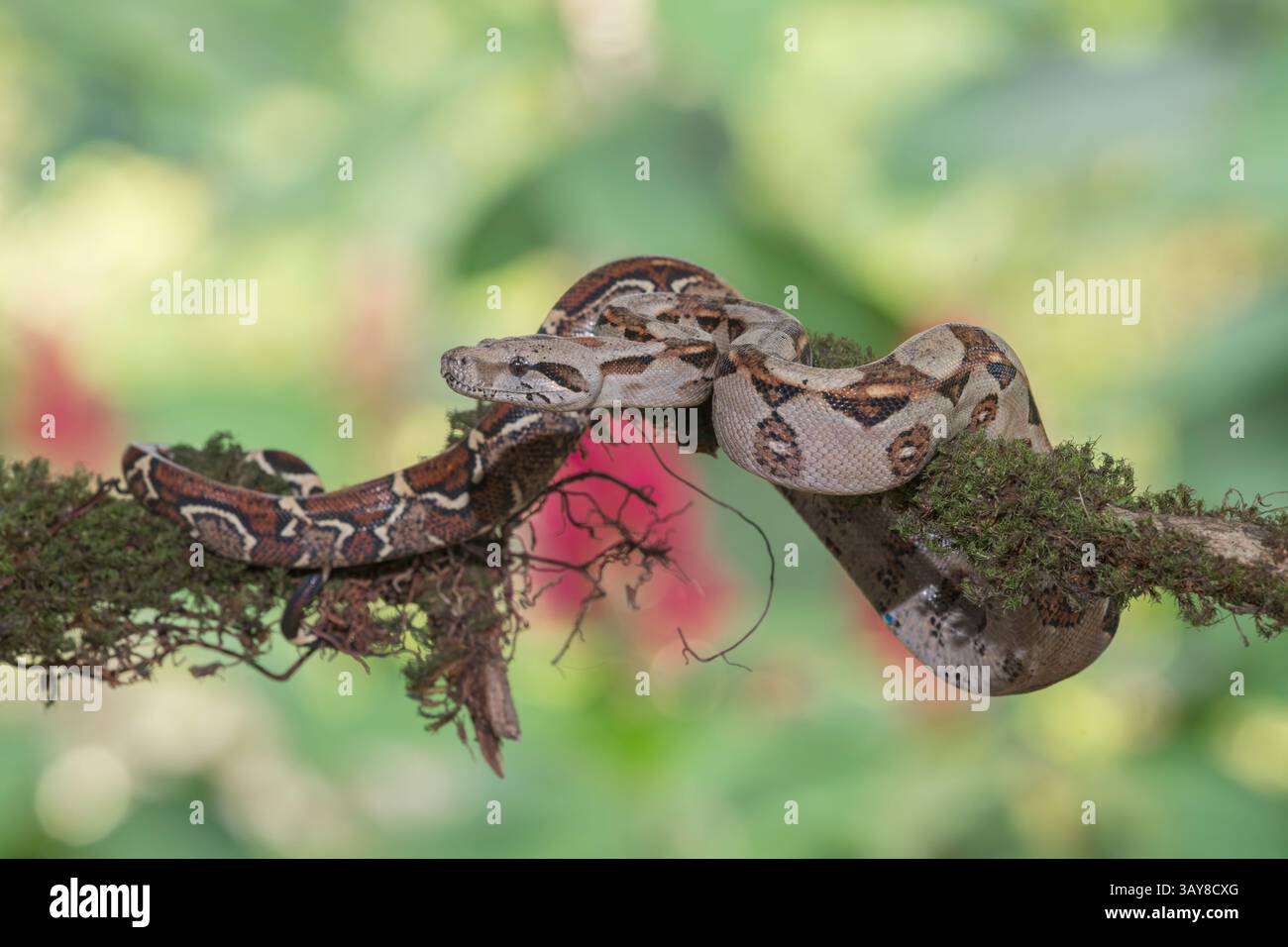 Boa Constrictor, Boa constrictor, single snake coiled on branch of tree ...