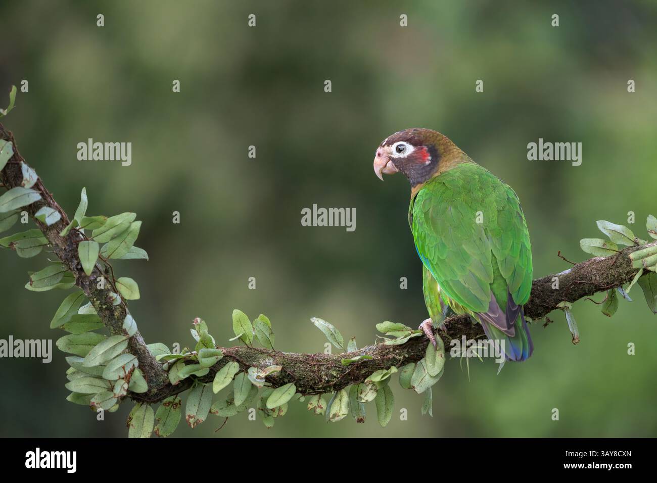 Brown-hooded Parrot, Pyrilia haematotis, single adult standing on thin ...