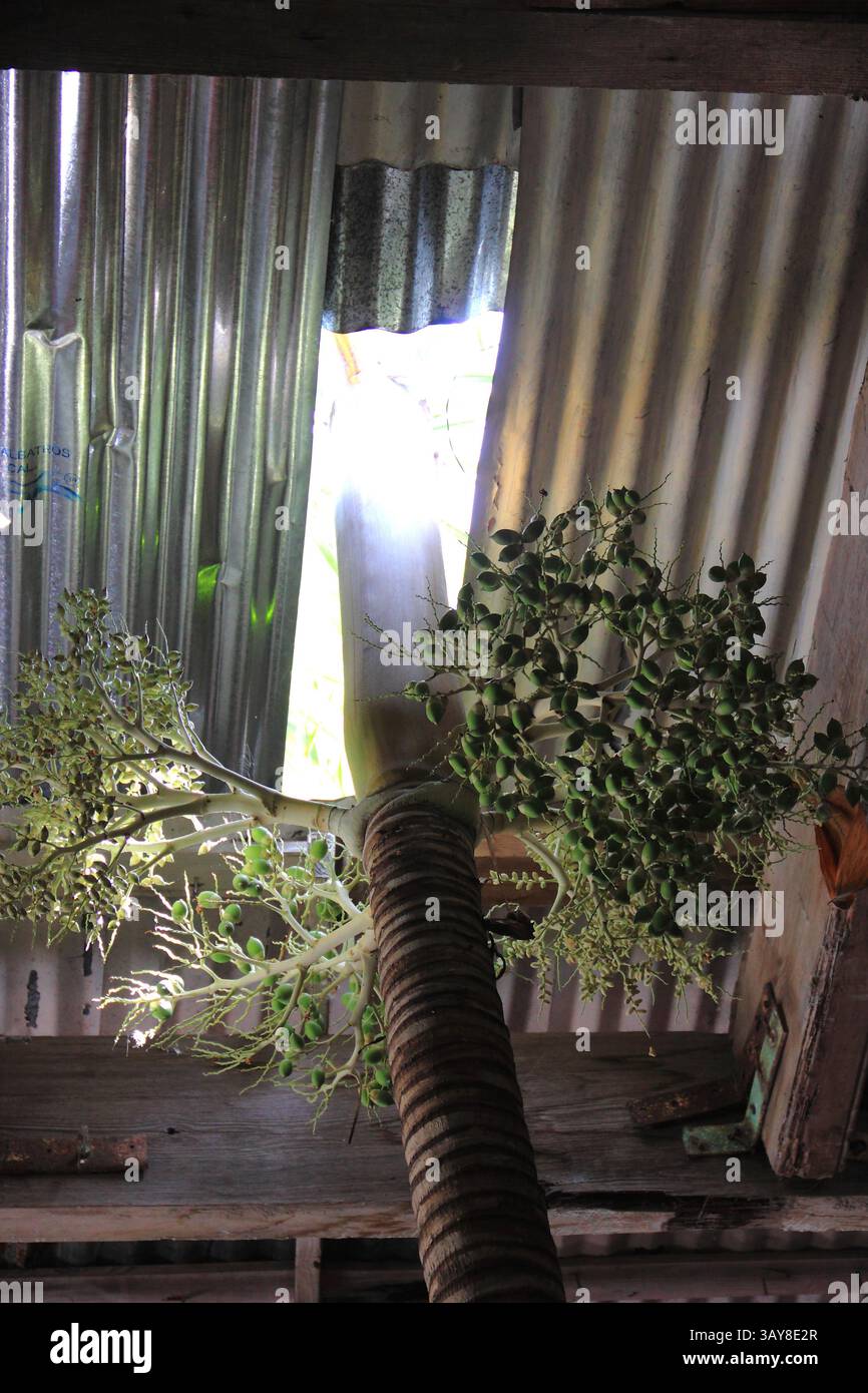 Tree growing through roof hi-res stock photography and images - Alamy