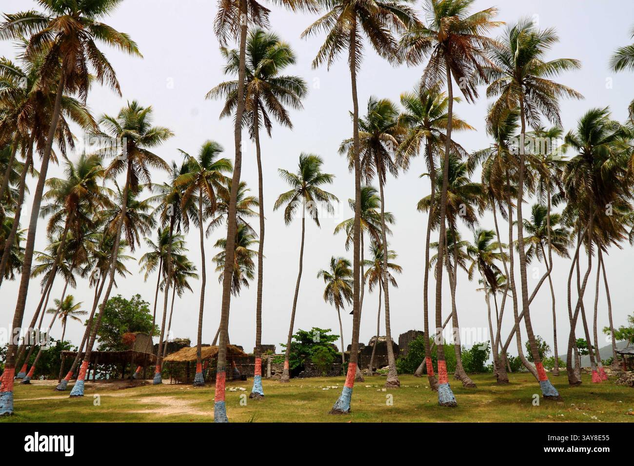 June 19, 2015 - Aquin, Sud, Haiti - Grove of palm trees, their lower ...