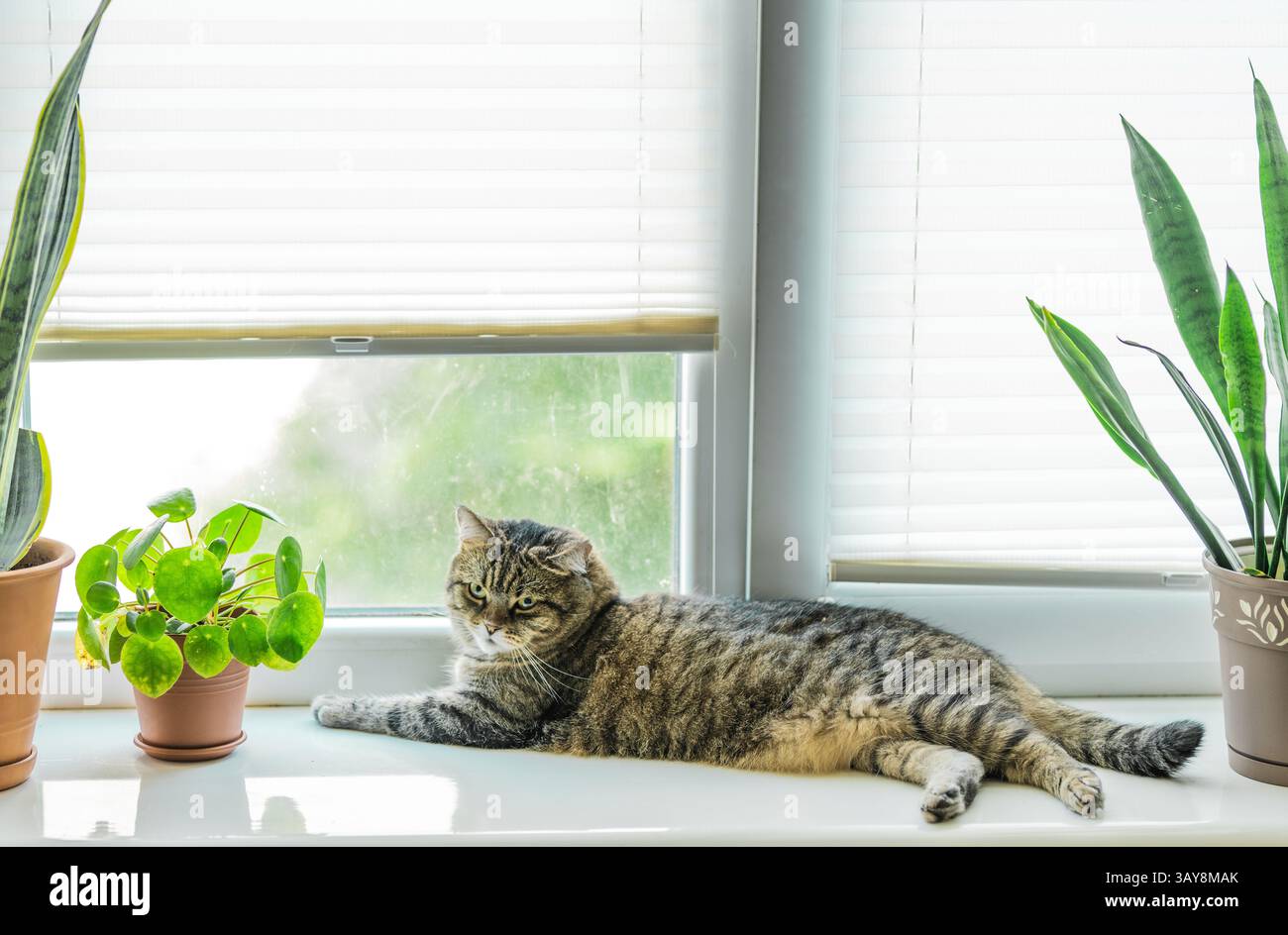 Cat on window sill with snake plant. Pet friendly plants concept ...