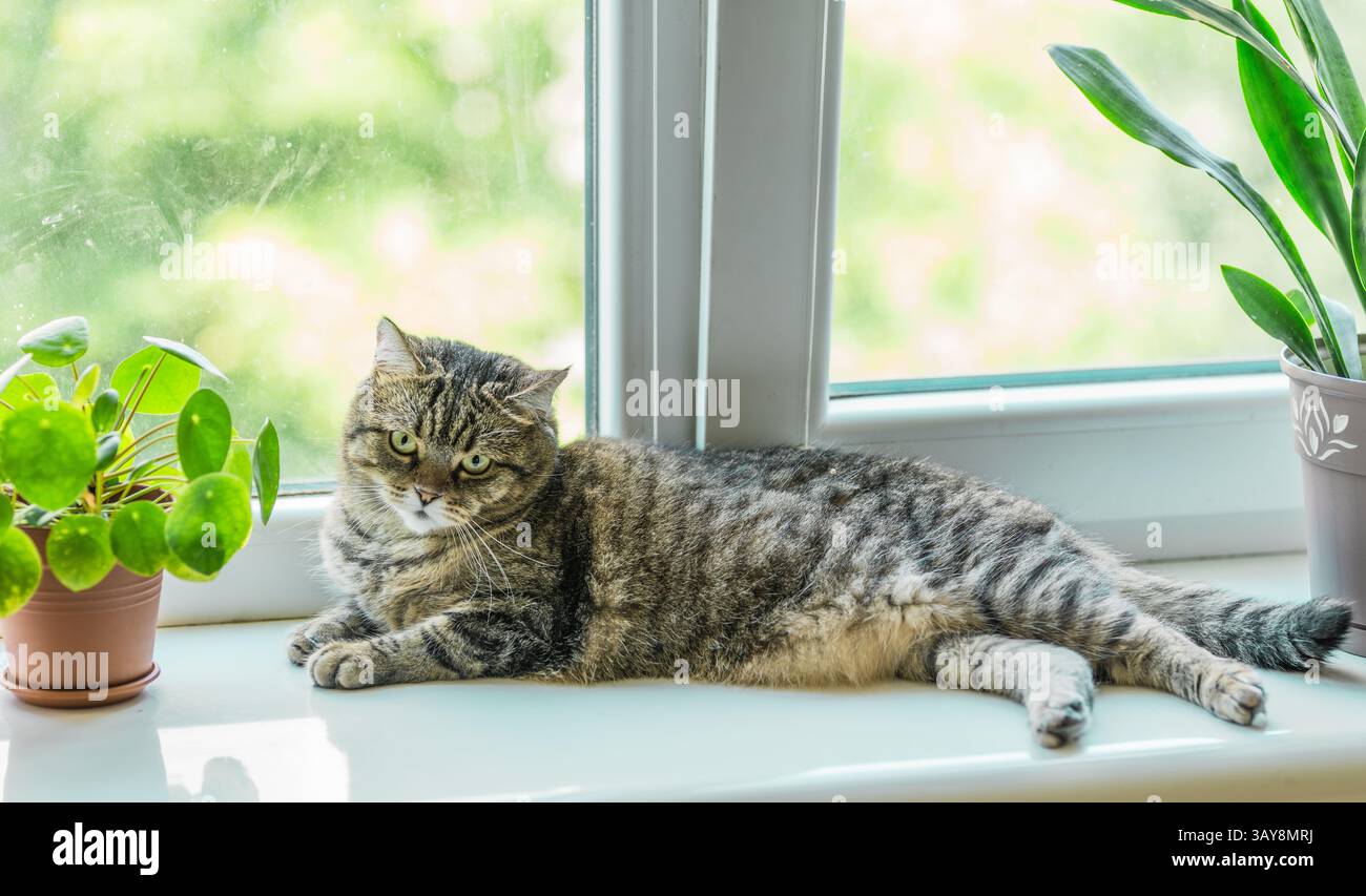 Cat on window sill with snake plant. Pet friendly plants concept ...