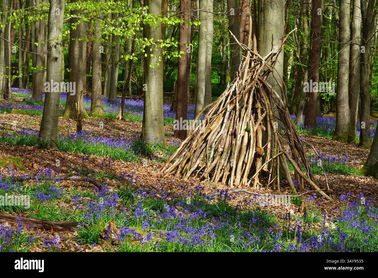 Children's den amongst the bluebells and beech trees at Hitch Wood ...