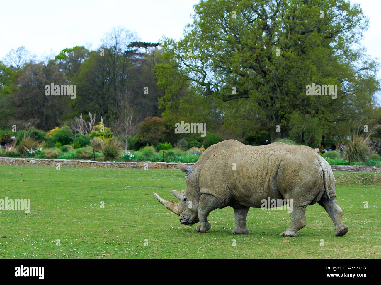Isolated White Rhinceros walking across a lush green grass field, also ...