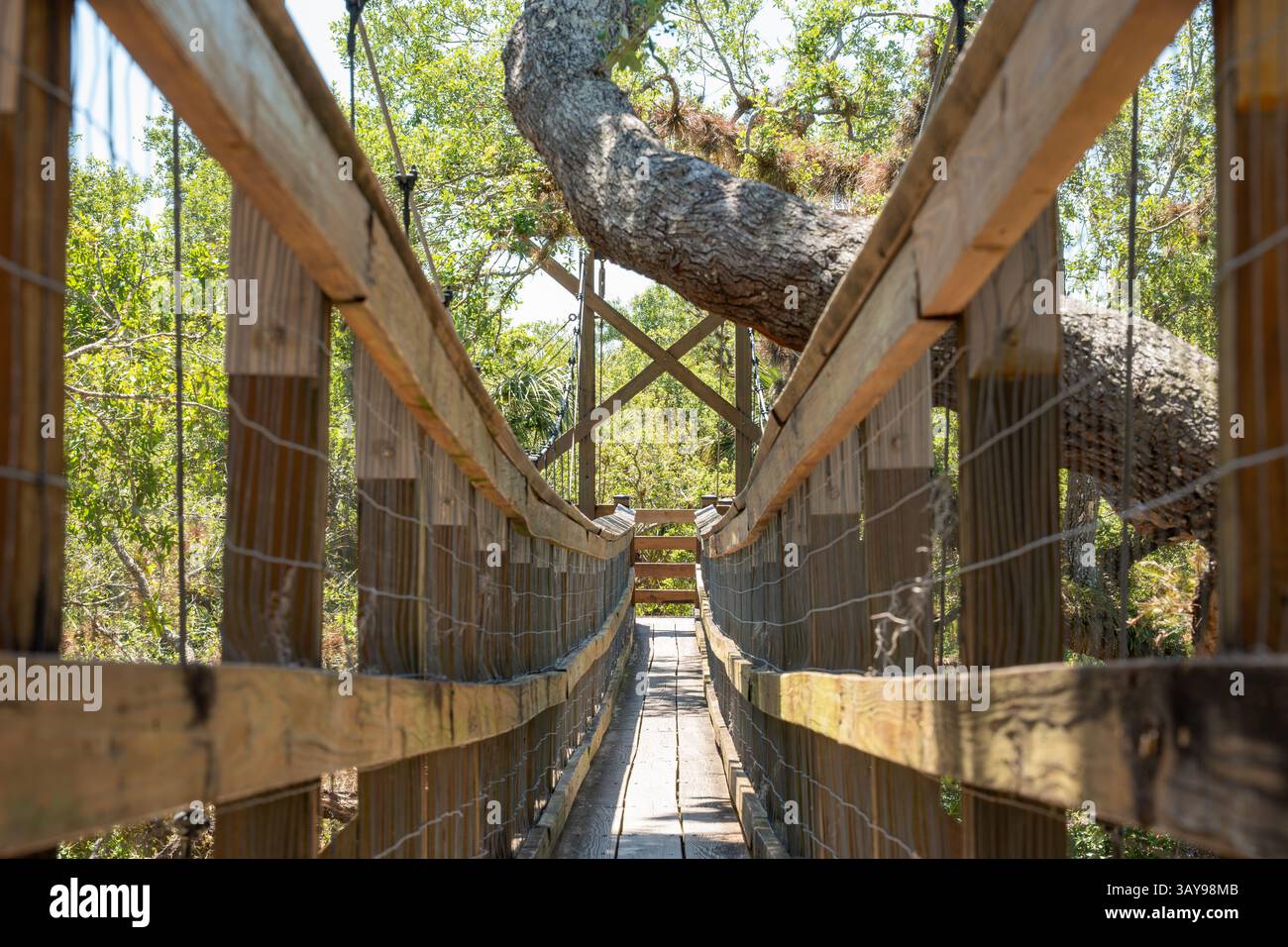 Wooden suspension bridge leading to tree in forest park Stock Photo - Alamy