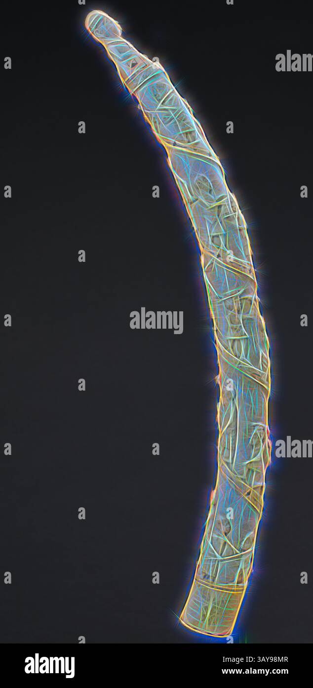 A curved, elongated object with intricate, swirling patterns and a ...