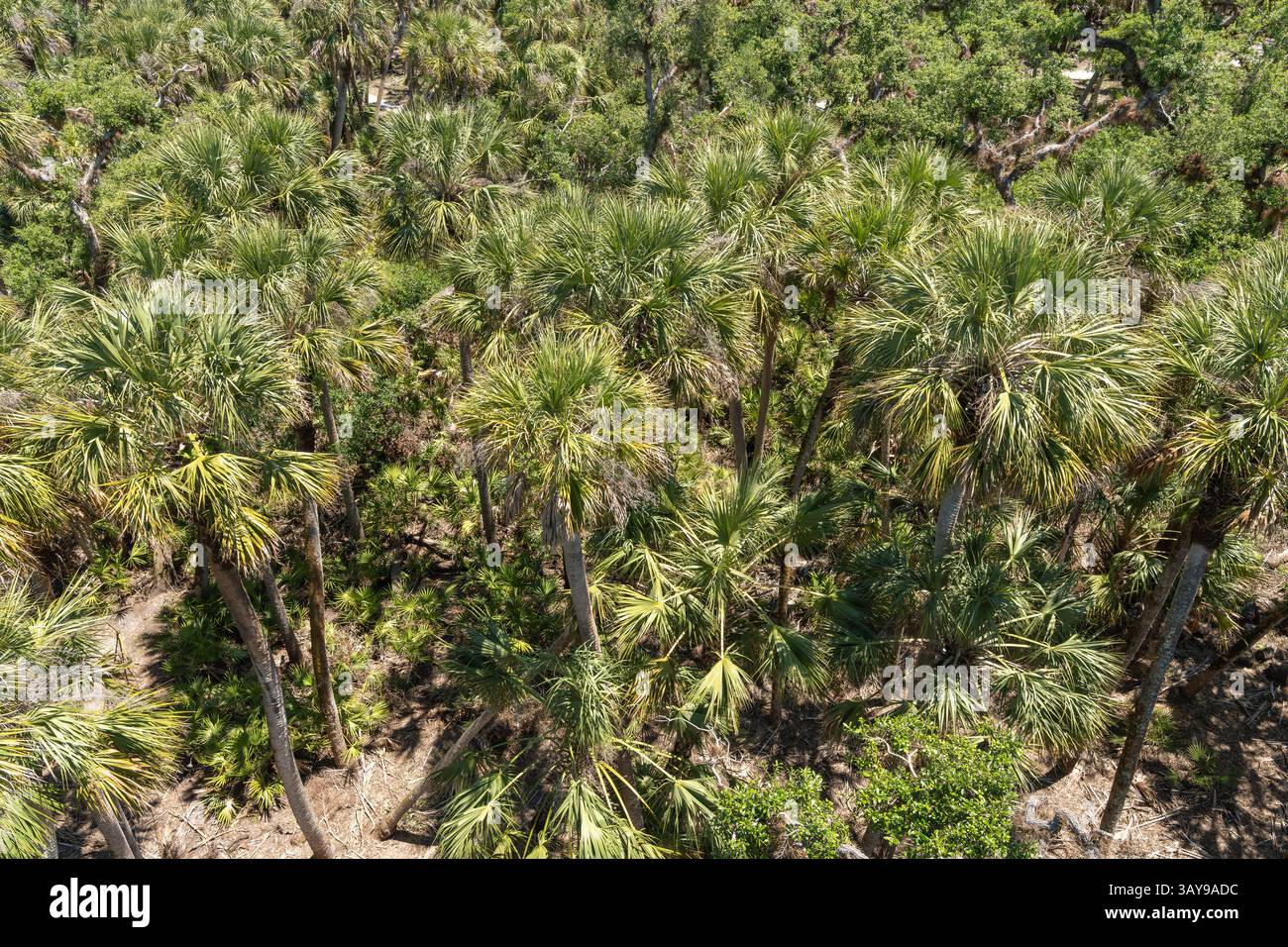 Palmtrunks hi-res stock photography and images - Alamy