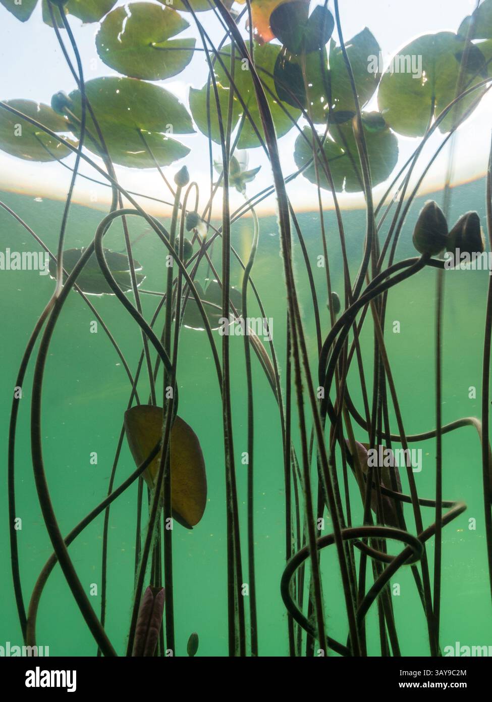 Curvy stems and floating leaves of white water lily aquatic plant Stock ...