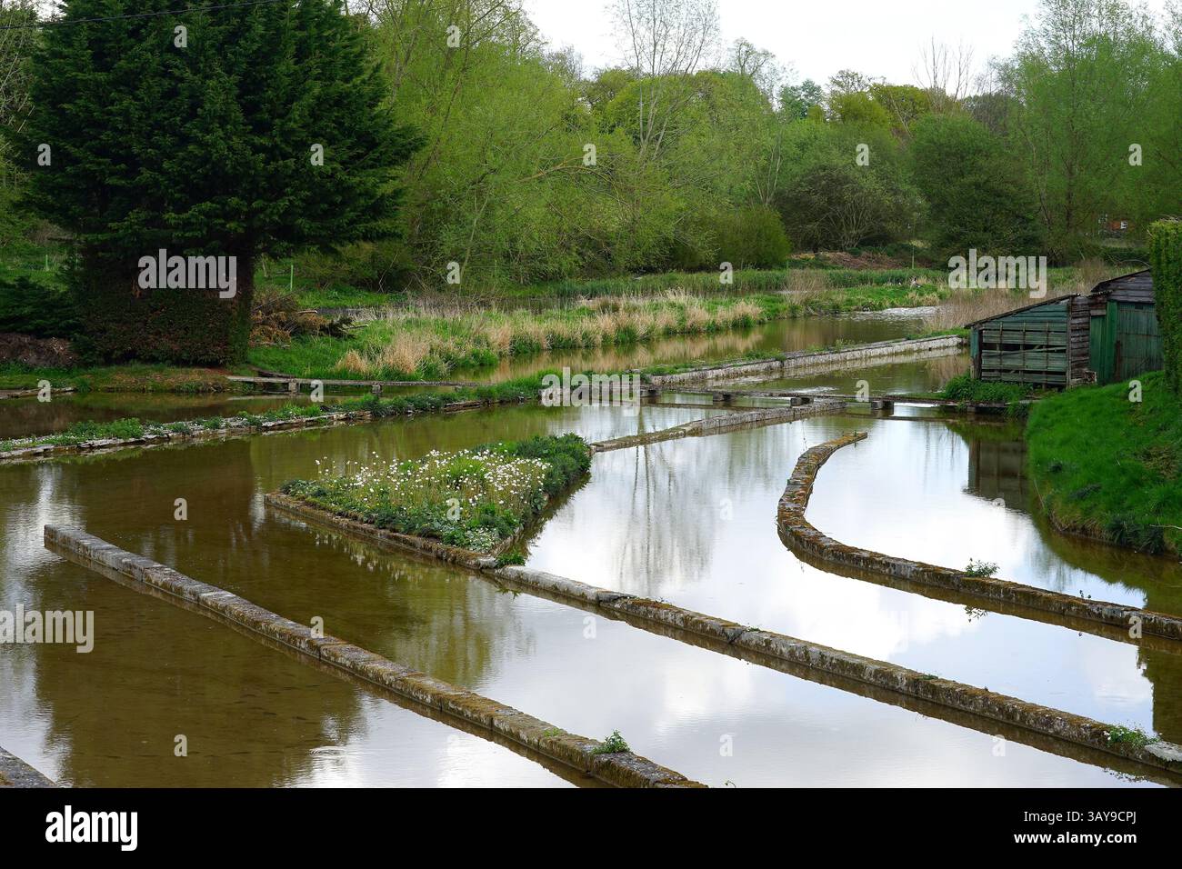 The sadly now disused watercress beds at Whitwell, Hertfordshire Stock ...