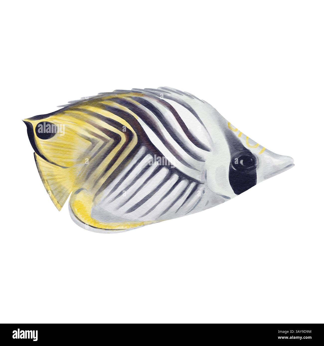 Exotic fish. Wedge-striped threadfin butterflyfish. White and yellow ...
